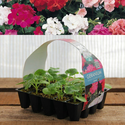 Plug Plants Geranium Showstopper Mix - 20 Per Tray - Ready to Grow On ...