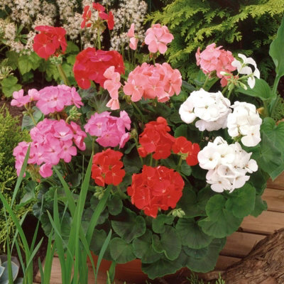 Plug Plants Geranium Showstopper Mix - 20 Per Tray - Ready to Grow On ...