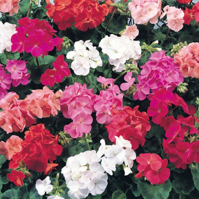 Plug Plants Geranium Showstopper Mix - 20 Per Tray - Ready to Grow On ...