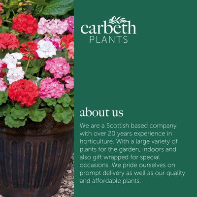 Plug Plants Geranium Showstopper Mix - 20 Per Tray - Ready to Grow On ...