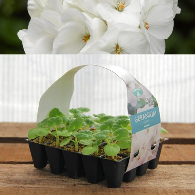 Plug Plants Geranium White - 20 Per Tray - Ready to Grow On Bedding ...