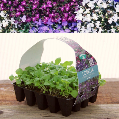 Plug Plants Lobelia String of Pearls Mix - 20 Per Tray - Ready to Grow ...
