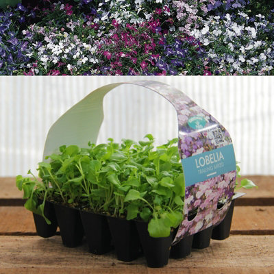 Plug Plants Lobelia Trailing Mix - 20 Per Tray - Ready to Grow On ...