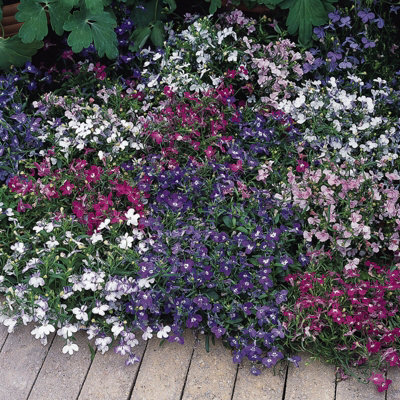 Plug Plants Lobelia Trailing Mix - 20 Per Tray - Ready to Grow On ...
