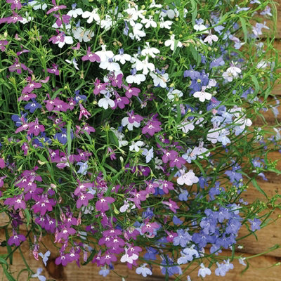 Plug Plants Lobelia Trailing Mix - 20 Per Tray - Ready to Grow On ...