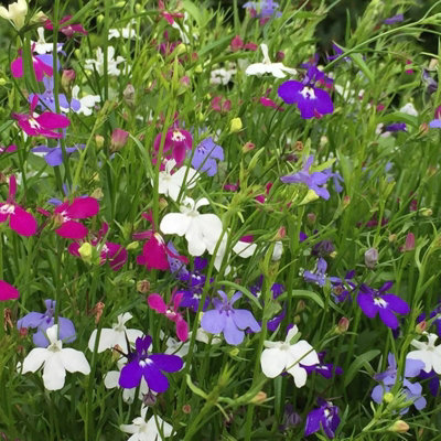 Plug Plants Lobelia Trailing Mix - 20 Per Tray - Ready to Grow On ...