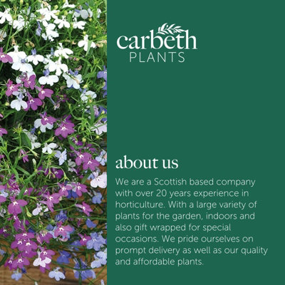 Plug Plants Lobelia Trailing Mix - 20 Per Tray - Ready to Grow On ...