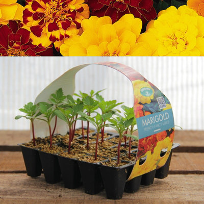 Plug Plants Marigold French Fancy Mix - 20 Per Tray - Ready to Grow On ...