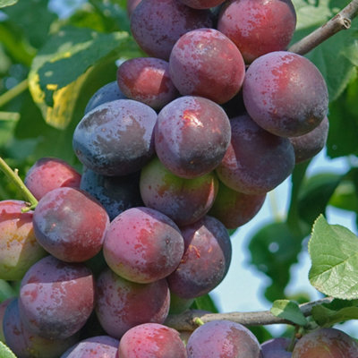 Plum Czar - Fruit Tree, Outdoor Garden Plant Patio Trees (4-5ft Height ...