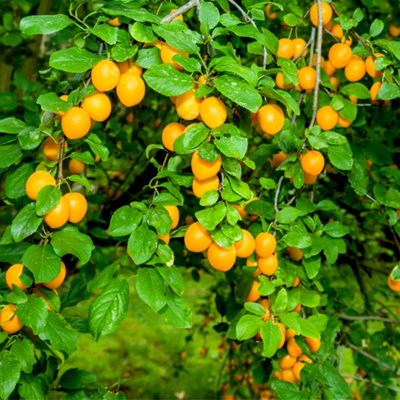 Plum 'Mirabelle de Nancy' 4-5ft Tall, Self-fertile Tree Incredibly ...
