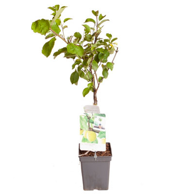 Plum Ontario Tree, in a 5L pot | DIY at B&Q