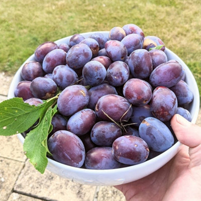 Plum Opal - Fruit Tree, Outdoor Garden Plant Patio Trees (4-5ft Height ...