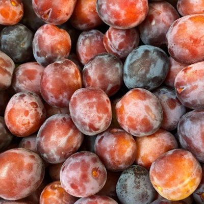 Plum Opal - Fruit Tree, Outdoor Garden Plant Patio Trees (4-5ft Height ...