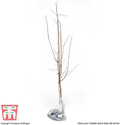 PLUM (PRUNUS) MARJORIES SEEDLING (ST JULIEN) 1 BARE ROOT TREE