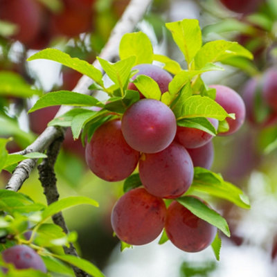 Plum (Prunus) Opal Espalier 5 Litre Potted Plant x 1
