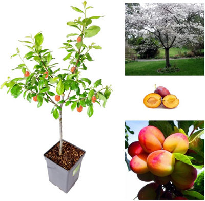 Plum Tree - Sweet Orange Plum - Patio Fruit Tree 2-4ft in 5 Litre Pot ...