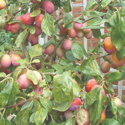 Plum Victoria Tree Self-Fertile British Favourite Prunus domestica ...