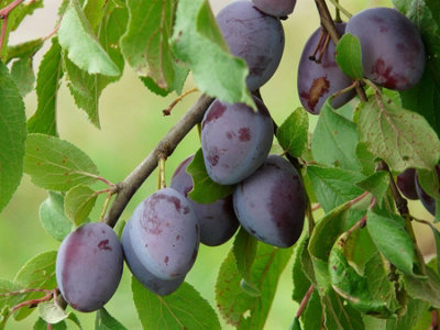 Plums Marjorie's Seedling Fruit Tree 6ft Tall Supplied in a 12 Litre ...