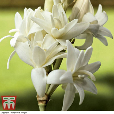 Polianthes Tuberosa The Pearl 10 Bulbs (Size 10/12)