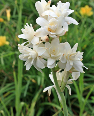 Polianthes Tuberosa The Pearl - 5 Bulbs