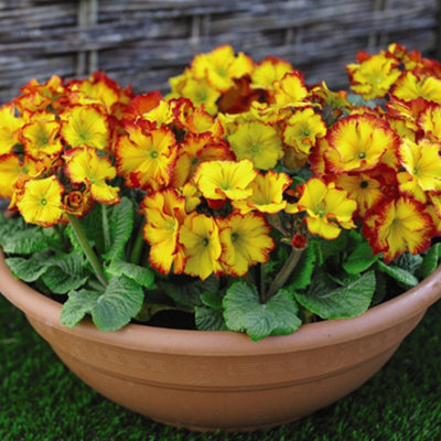Polyanthus Firecracker - 24 Plants | DIY at B&Q