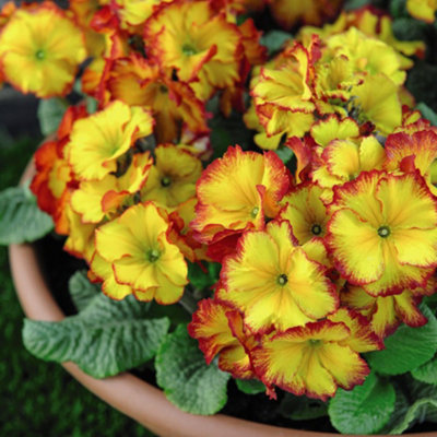 Polyanthus Firecracker Garden Ready 15 Plants