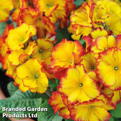 Polyanthus Firecracker Garden Ready 15 Plants