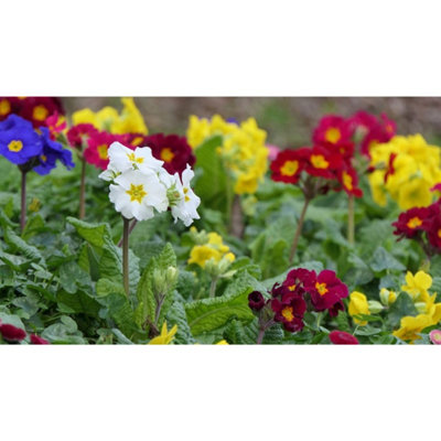 Polyanthus Pacific Giants Mixed Seeds - Hardy Perennial Large Vibrant ...