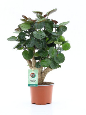 Polyscias Fabian, 12cm Pot Size, 40cm Tall, Fabian, Indoor Houseplant