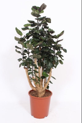 Polyscias Fabian , 27cm Pot Size , 130cm Tall , Fabian , Indoor ...