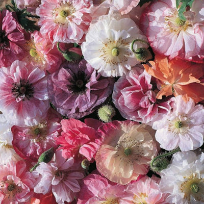 Poppy Angels Choir Mixed 1 Seed Packet (250 Seeds) | DIY at B&Q