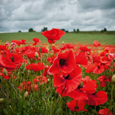 Poppy Field Poppy (Rhoeas) 1 Seed Packet (2800 Seeds) | DIY at B&Q