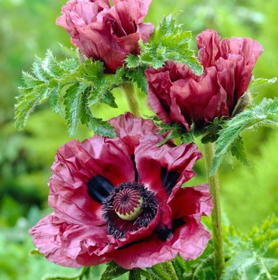 Poppy 'Harlem' - Papaver in 1L Pot - Established Plant Ready to Grow