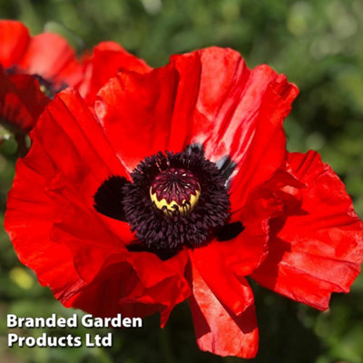 Poppy King Kong 6 Bare Root Plants