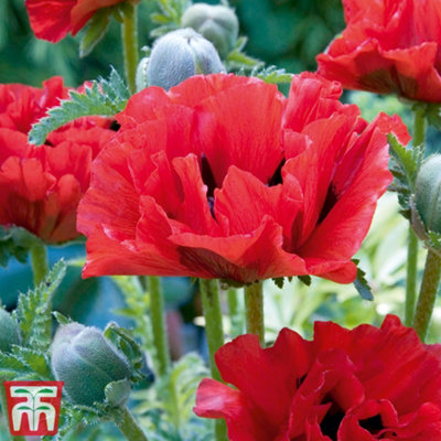 Poppy King Kong 6 Bare Root Plants