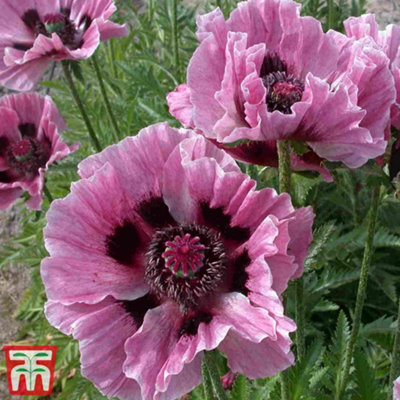 Poppy Manhattan 6 Bare Root Plants