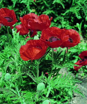 Poppy Orientale Allegro - Vivid Scarlet Hardy Perennial for Borders ...