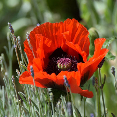 Poppy orientale Beauty of Livermere 1 Litre Potted Plant x 1