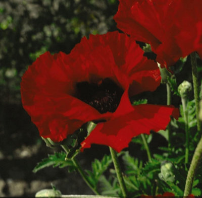 Poppy orientale Brilliant 1 Litre Potted Plant x 1