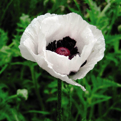 Poppy Orientale Royal Wedding 9cm Potted Plant x 1