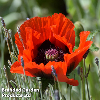 Poppy - Papaver Beauty of Livermere 1 Litre Potted Plant x 2