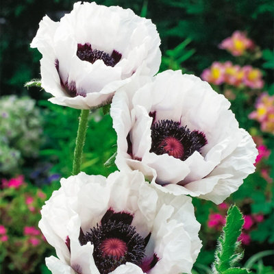 Poppy 'Perry's White' - Papaver in 1L Pot - Established Plant Ready to ...