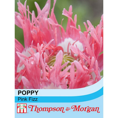 Poppy Pink Fizz 1 Seed Packet (400 Seeds) | DIY at B&Q