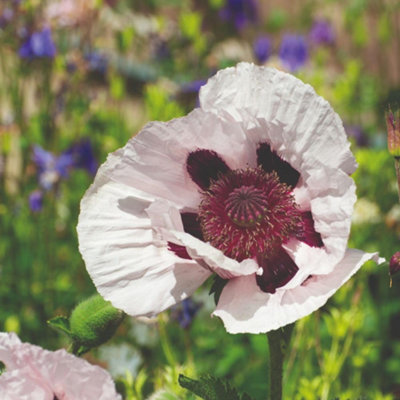 Poppy Royal Wedding 9cm Potted Plant x 2