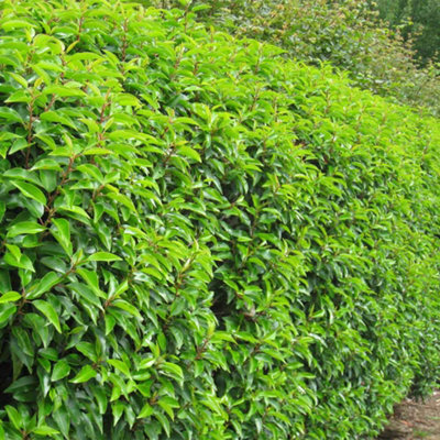Portuguese laurel 40/60cm bare root 250 Pack - Hedges Direct | DIY at B&Q