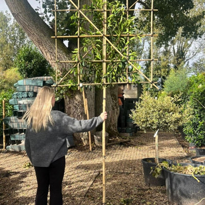 Portuguese Laurel Pleached Tree with Staking Kit - 150cm Stem and 10cm ...