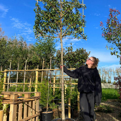 Portuguese Laurel Pleached Tree with Staking Kit - 180cm Stem and 14cm ...
