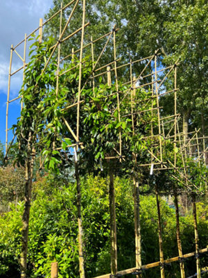 Portuguese Laurel Pleached Tree with Staking Kit - 200cm Stem and 10cm ...