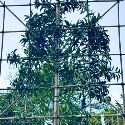 Portuguese Laurel Pleached Tree with Staking Kit - 200cm Stem and 12cm ...