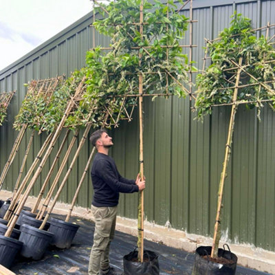 Portuguese Laurel Pleached Tree with Staking Kit - 200cm Stem and 14cm ...
